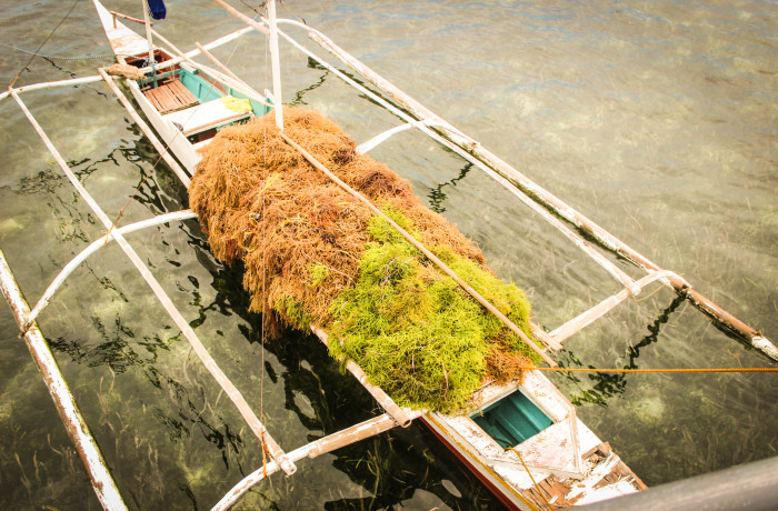 Seaweeds for survival | ADRA Philippines